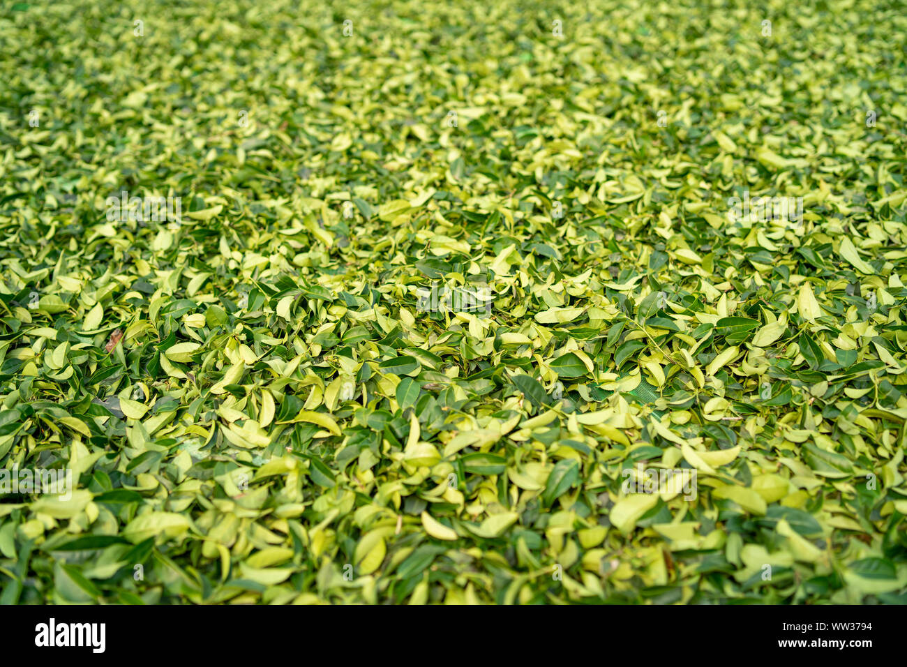 Tea Processing High Resolution Stock Photography and Images - Alamy