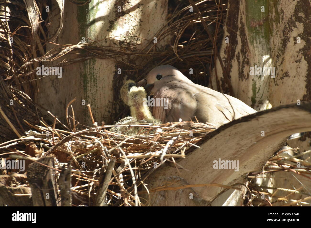 Bird nurturing and feeding baby birds Stock Photo - Alamy