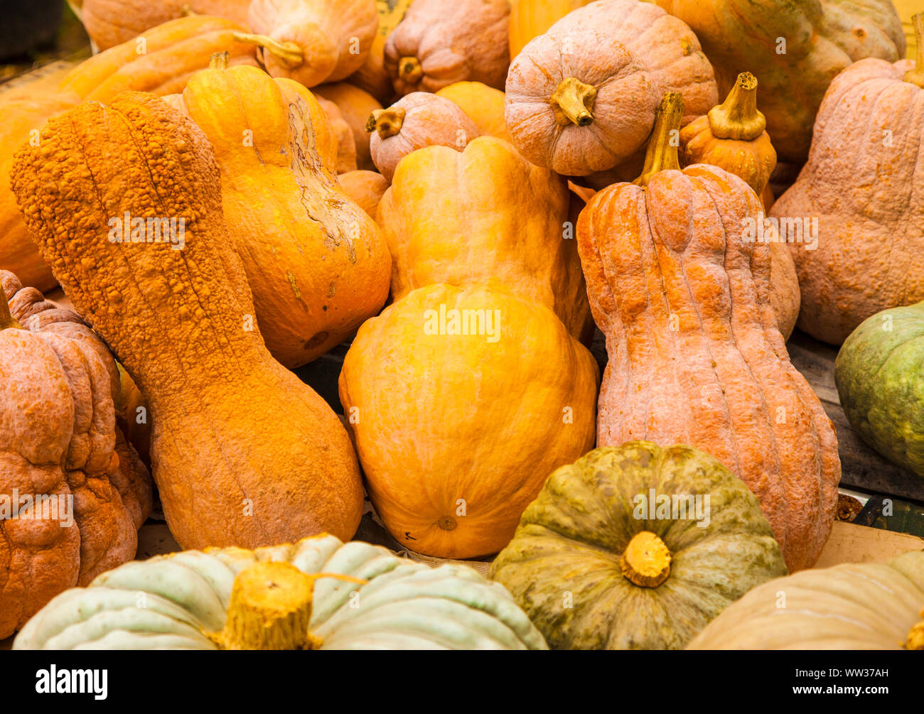 Diverse assortment pumpkins different hi-res stock photography and ...