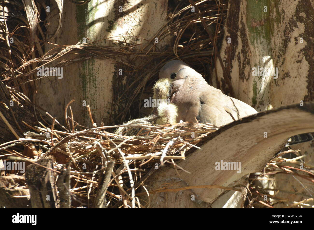 Bird nurturing and feeding baby birds Stock Photo - Alamy