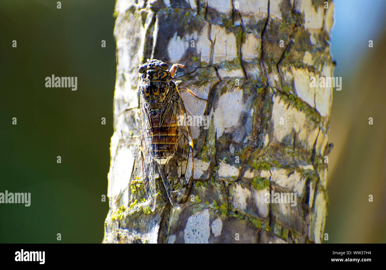 The cicada scientifically known as the Cicadoidea singing in a tree ...