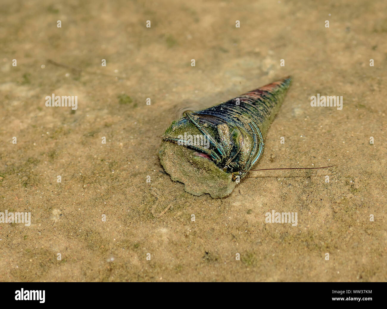 A living Hermit crab and it's adopted shell in turbid water, copy space ...