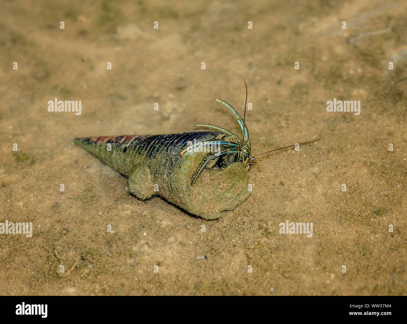 A living Hermit crab and it's adopted shell in turbid water, copy space ...