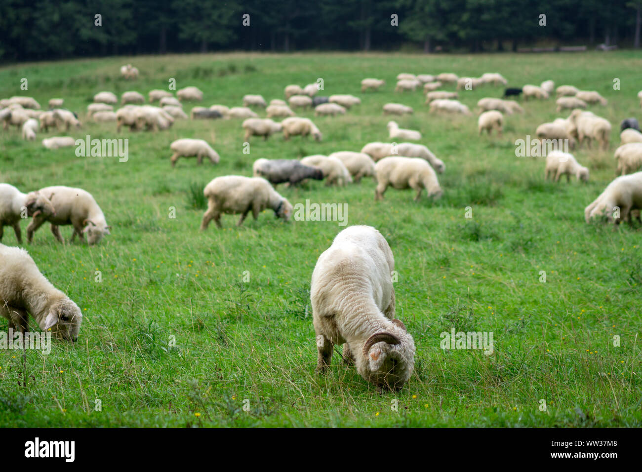 Large sheepfold hi-res stock photography and images - Alamy