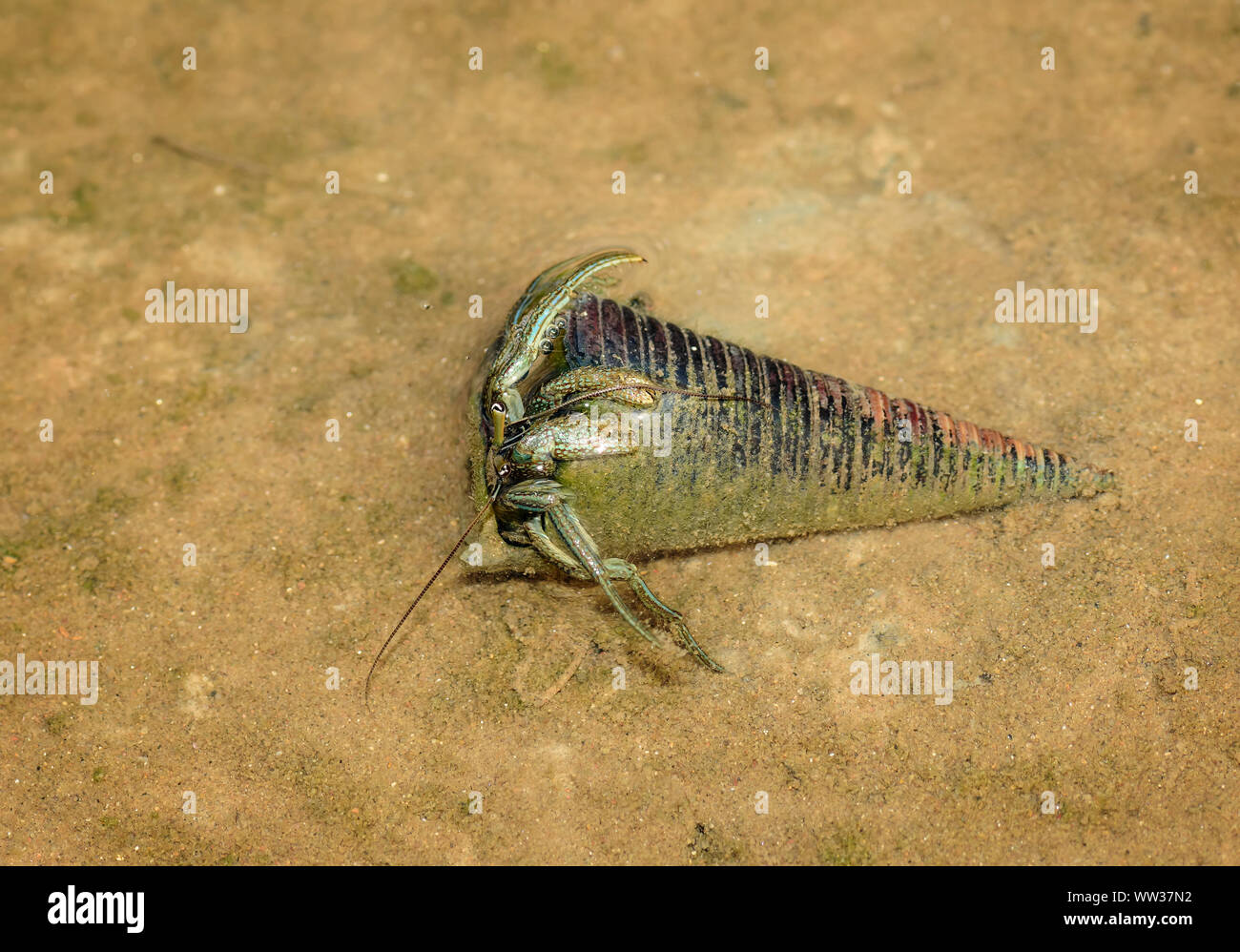 A living Hermit crab and it's adopted shell in turbid water, copy space ...