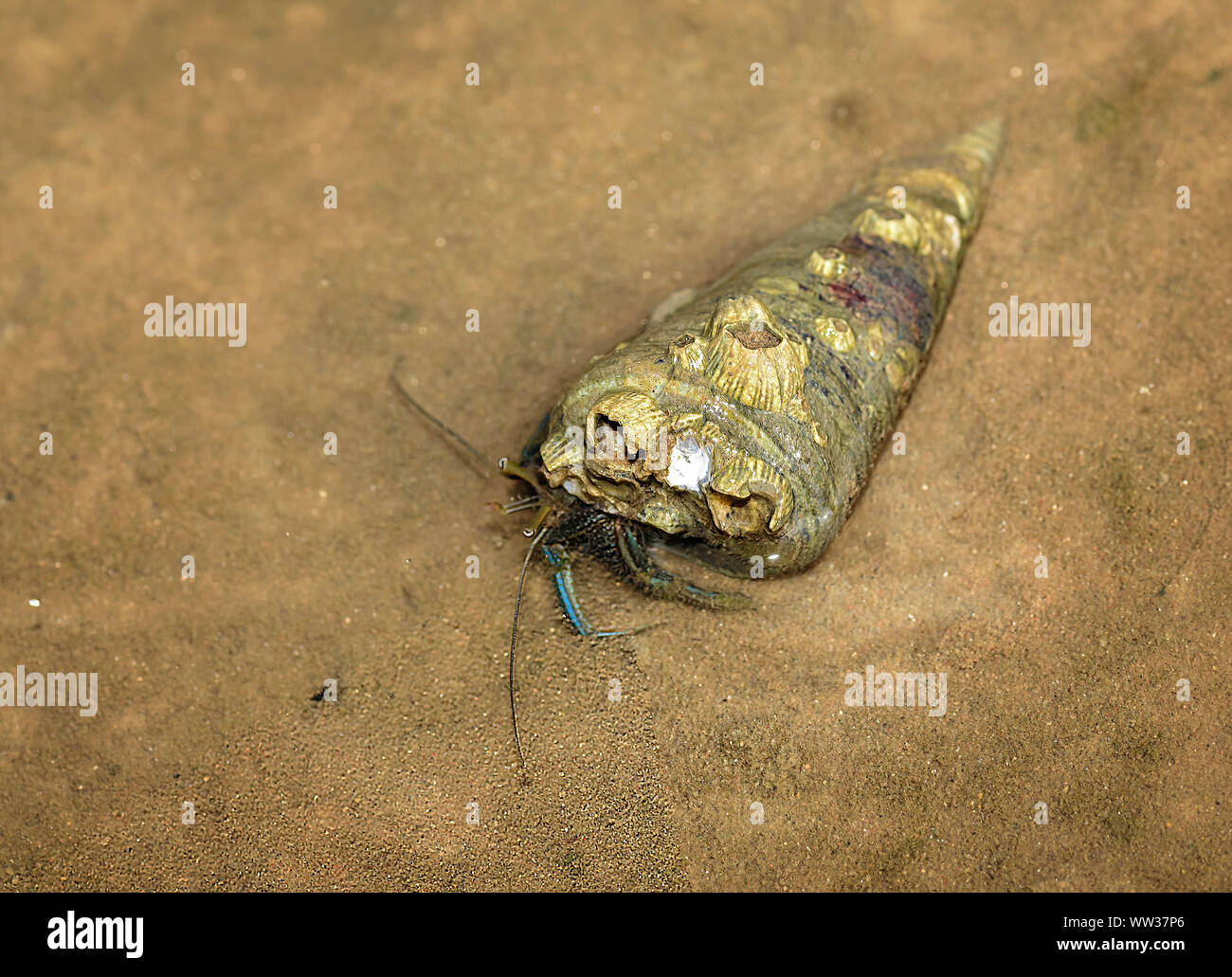 A living Hermit crab and it's adopted shell in turbid water, copy space ...