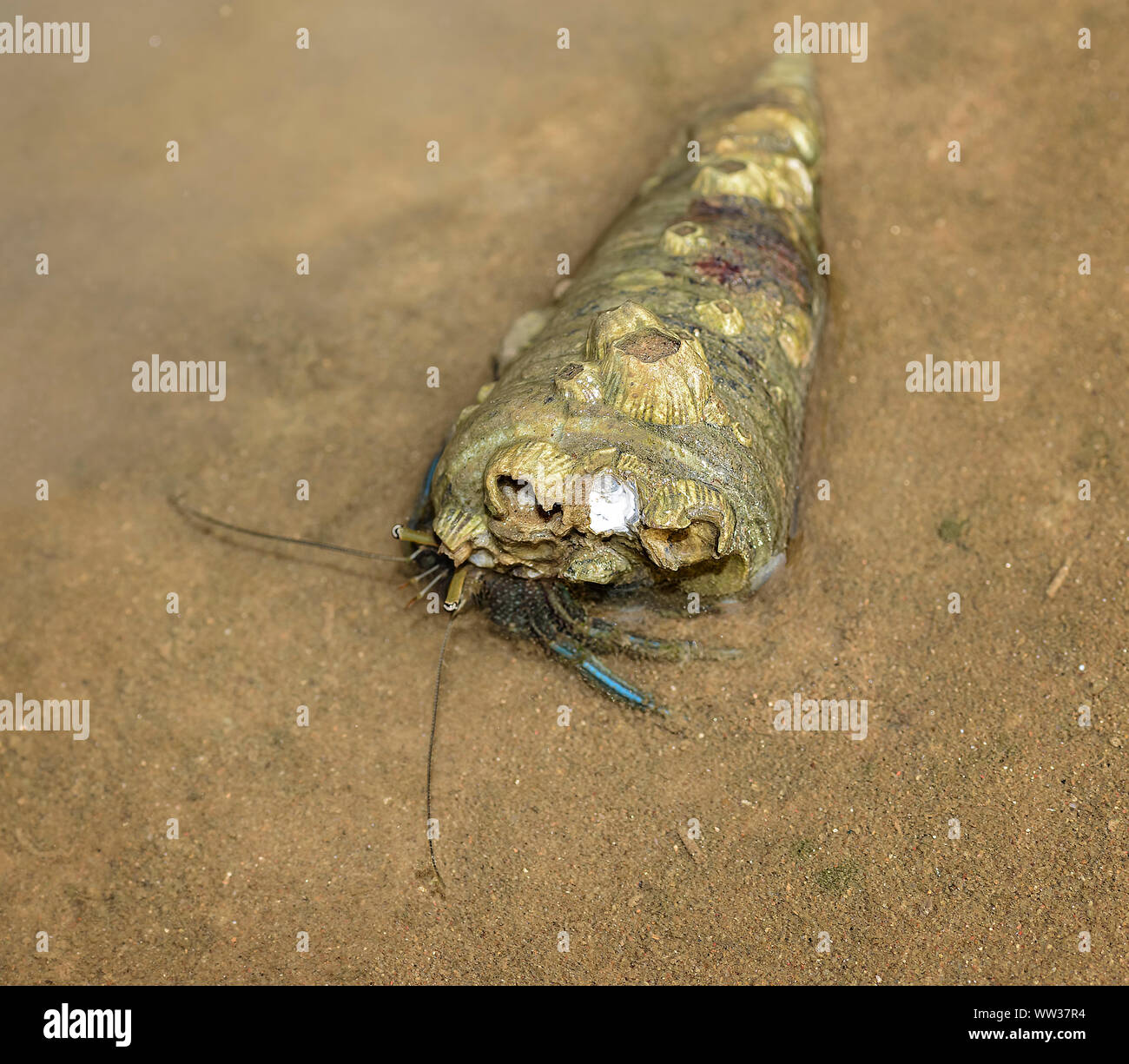 A living Hermit crab and it's adopted shell in turbid water, copy space ...