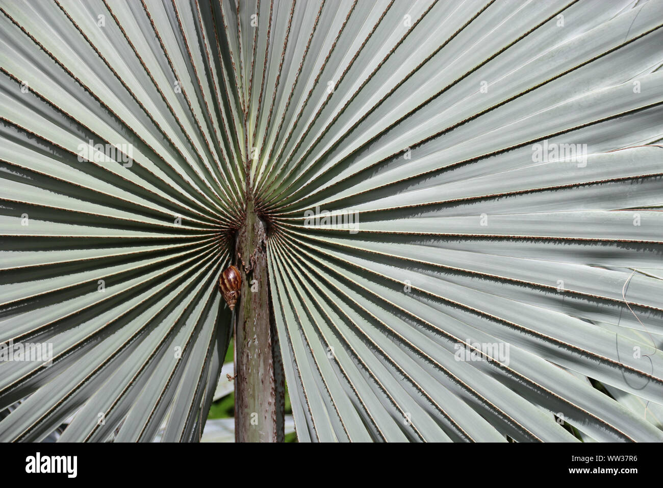 shell and leaf the singapore botanic gardens in singapore Stock Photo ...