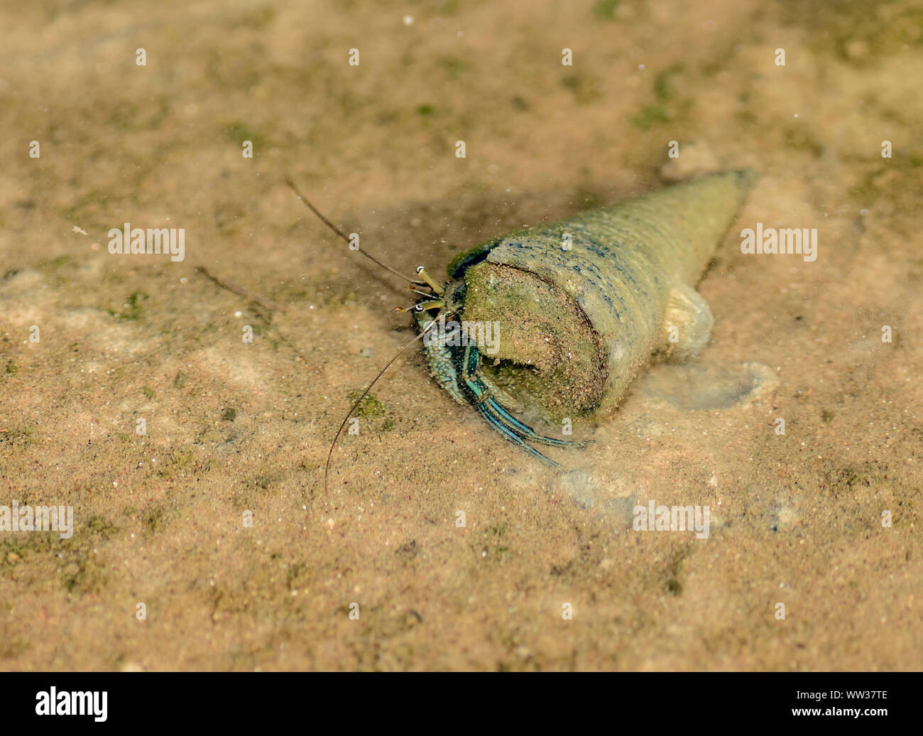 A living Hermit crab and it's adopted shell in turbid water, copy space ...