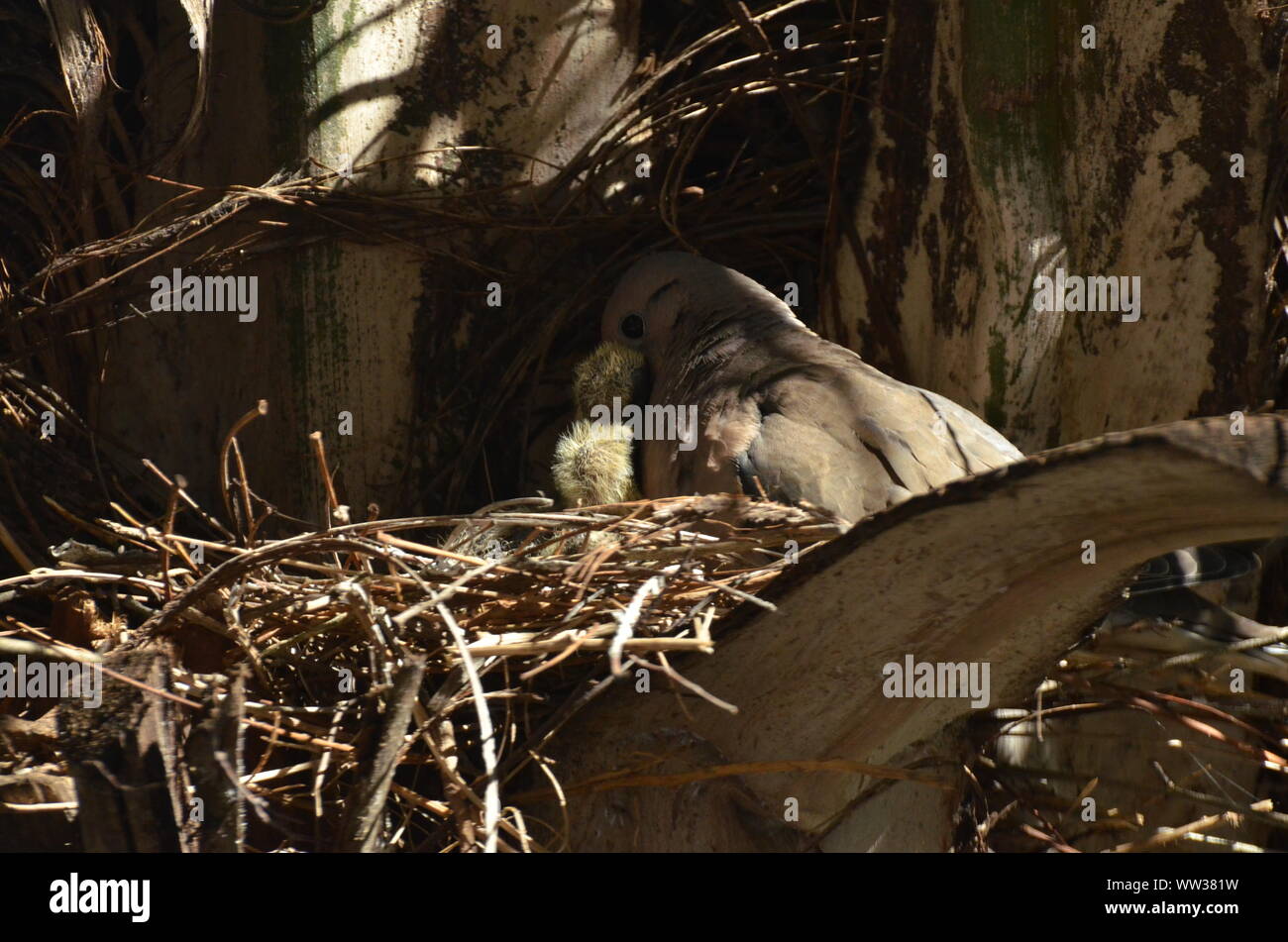 Bird nurturing and feeding baby birds Stock Photo - Alamy