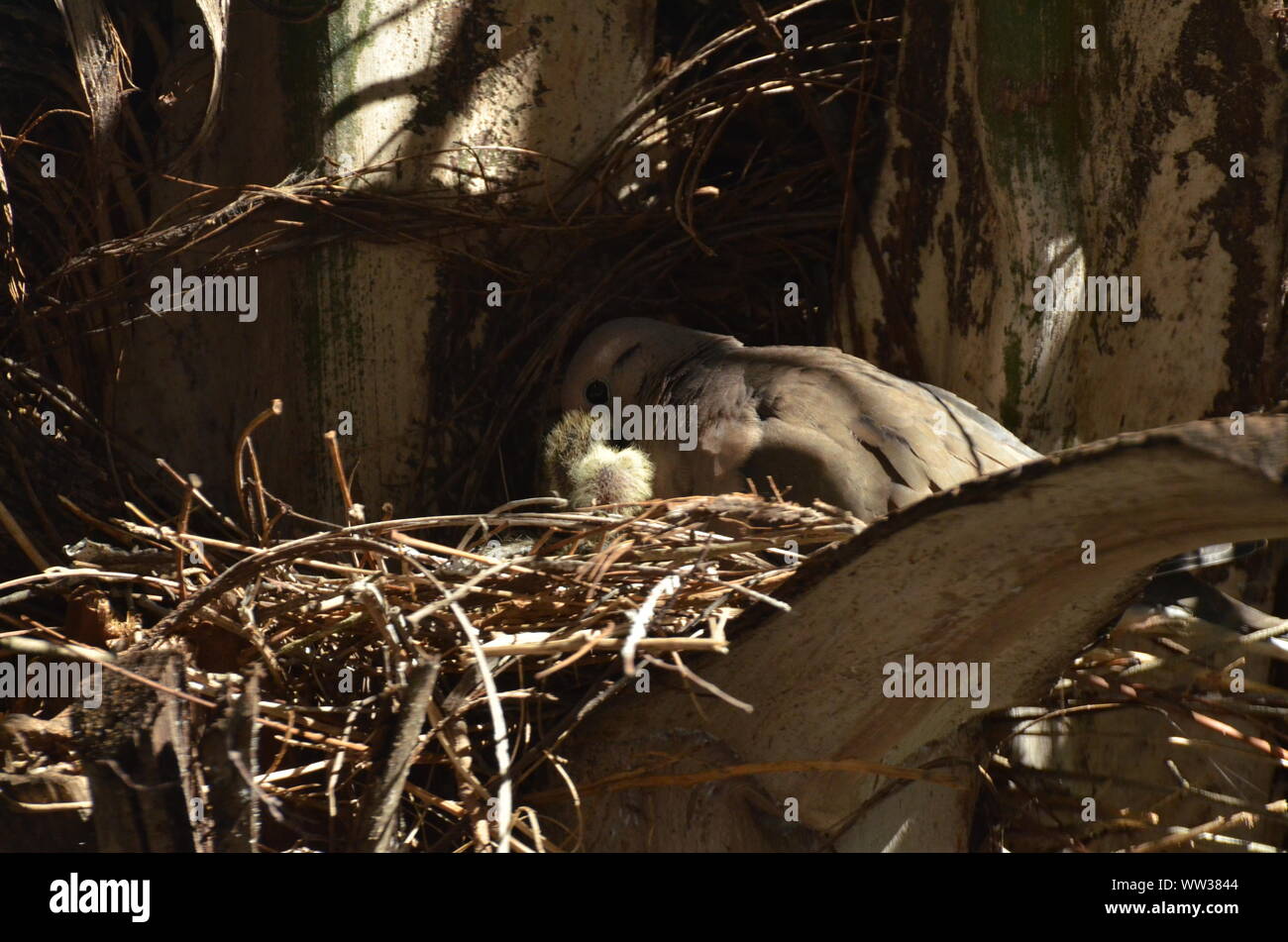 Bird nurturing and feeding baby birds Stock Photo - Alamy