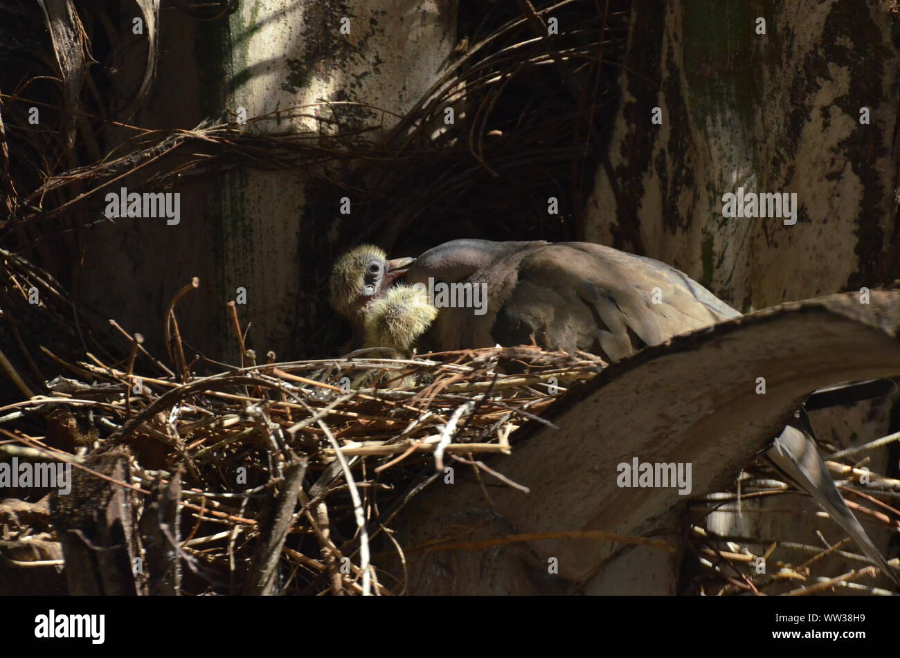 Bird nurturing and feeding baby birds Stock Photo - Alamy
