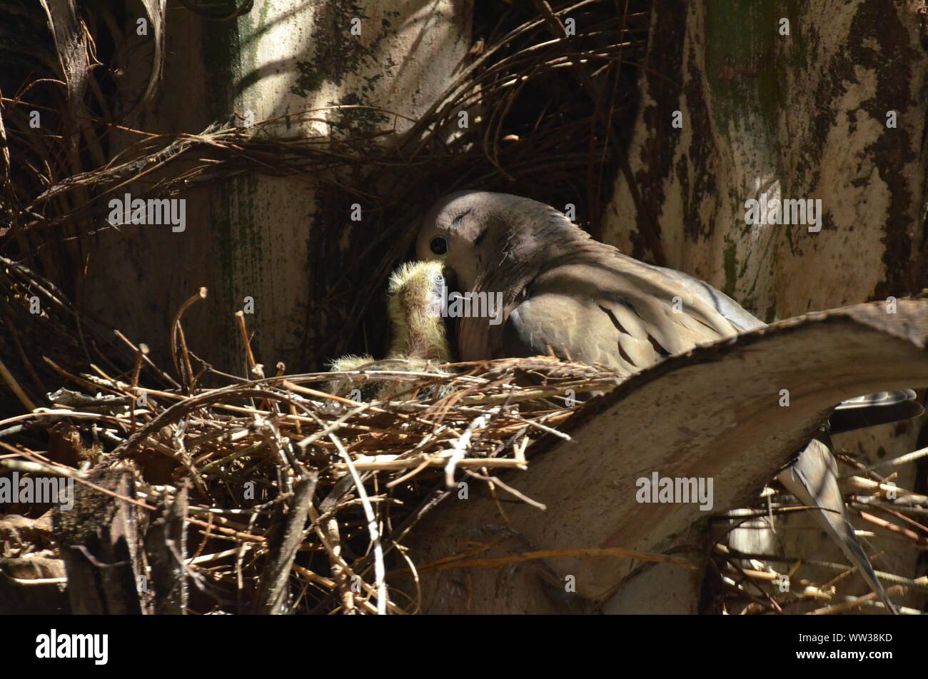 Bird nurturing and feeding baby birds Stock Photo - Alamy