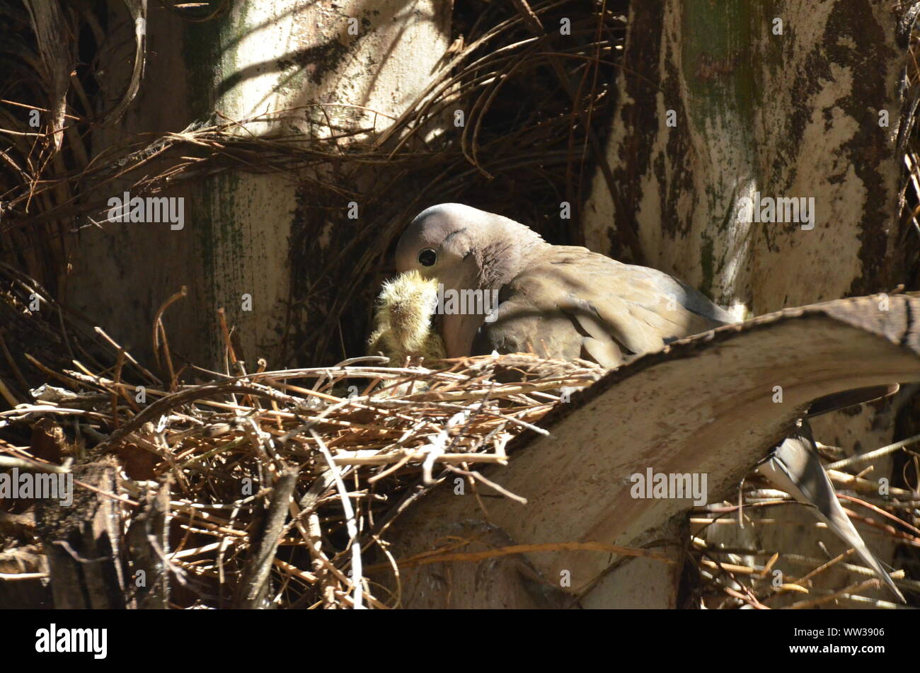 Bird nurturing and feeding baby birds Stock Photo - Alamy