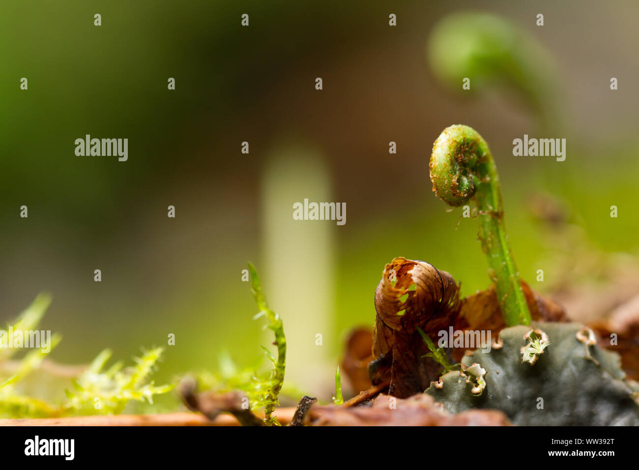 See through leaf hi-res stock photography and images - Alamy