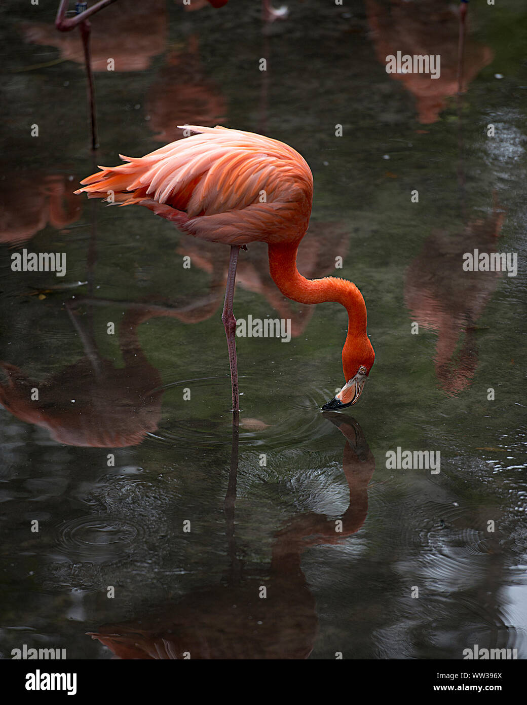 Flamingo bird with a reflection in the water in its surrounding Stock ...