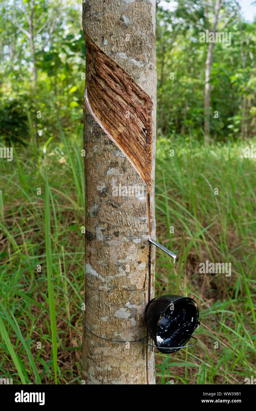 Para rubber tree plantation hevea hi-res stock photography and images ...