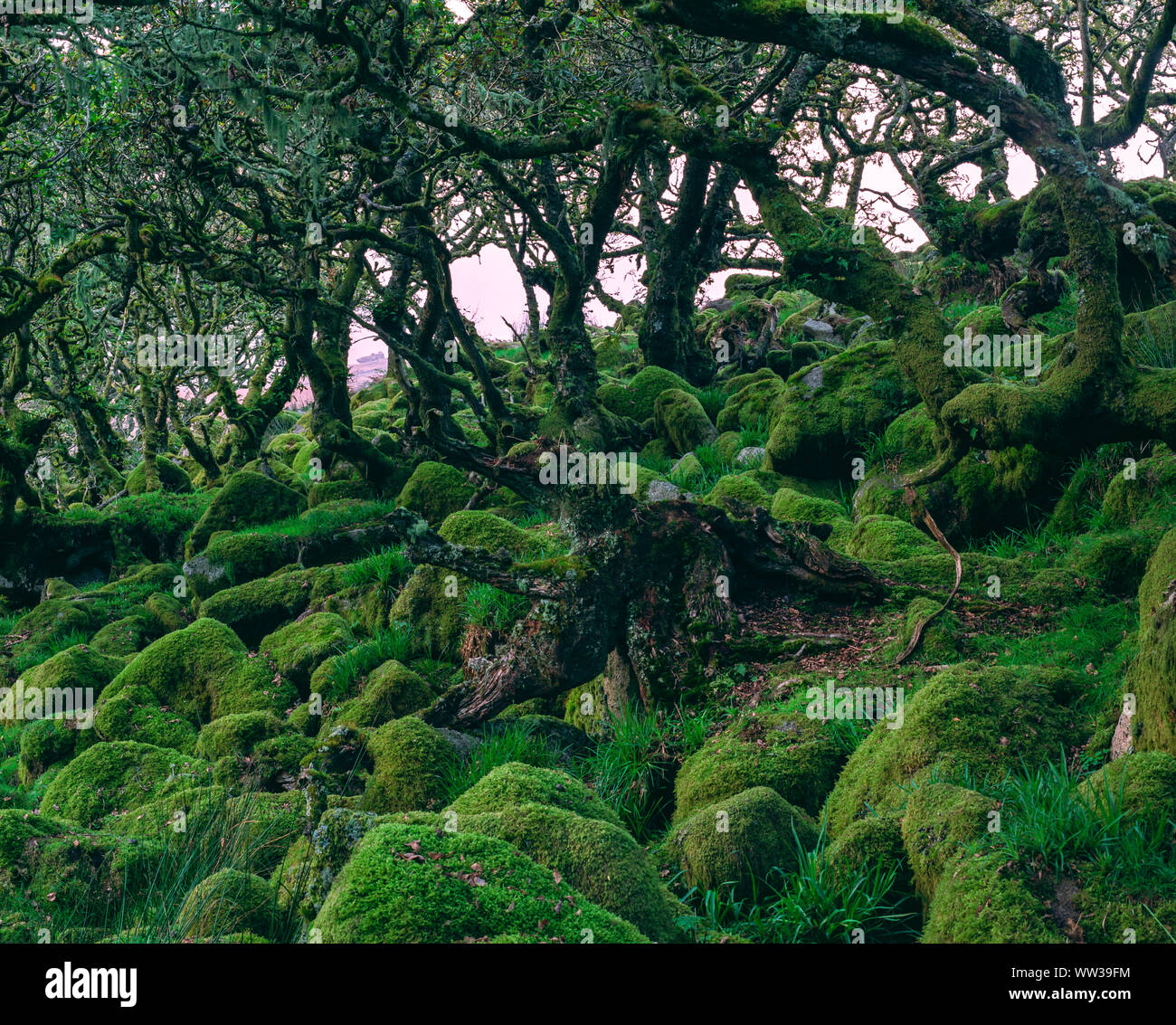 Copse by East Dart River with Higher White Tor in the distance Stock ...