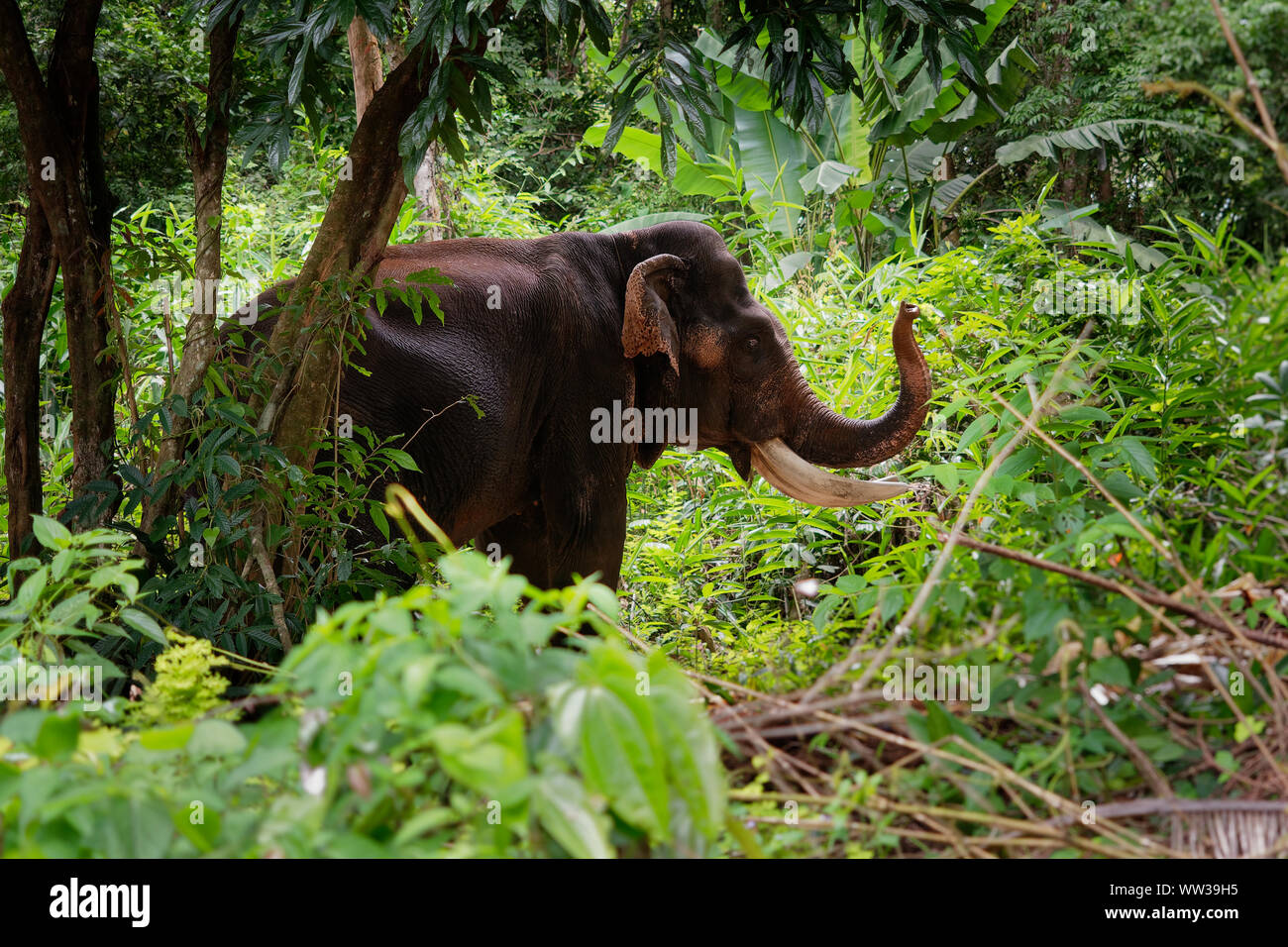 Asian Elephant - Elephas maximus in the thai jungle, also called ...