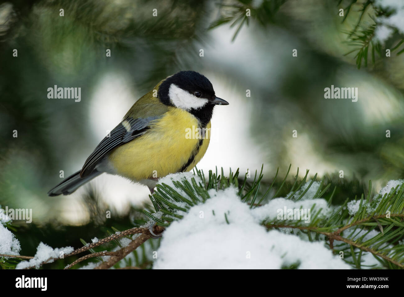 Great Tit - Parus major is a passerine bird in the tit family Paridae ...