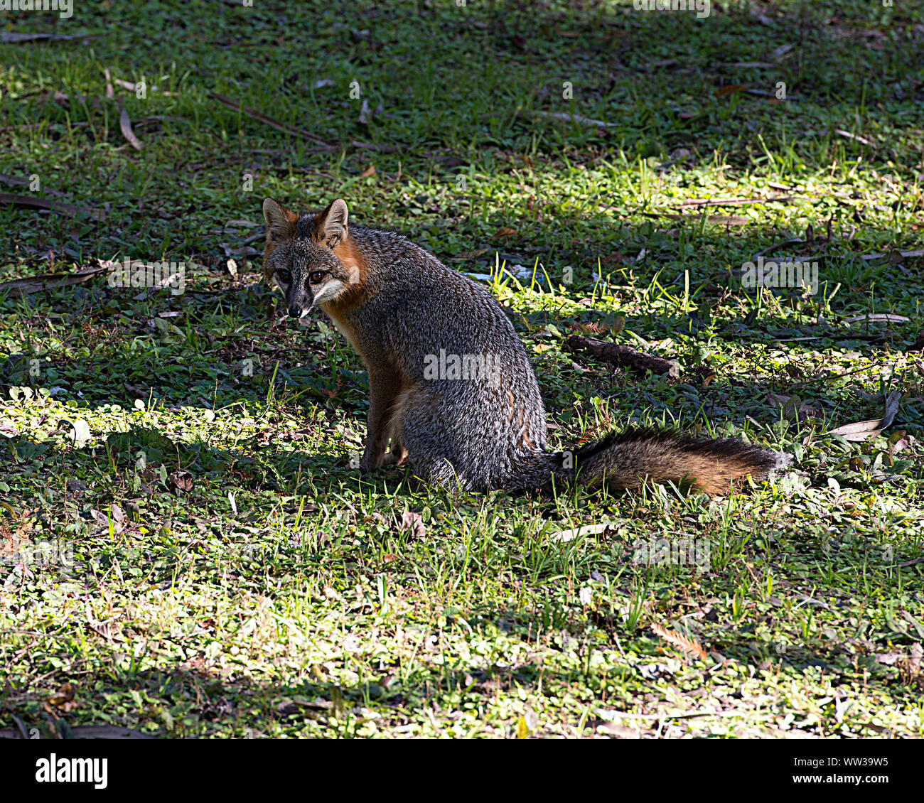 Grey fox poster hi-res stock photography and images - Alamy