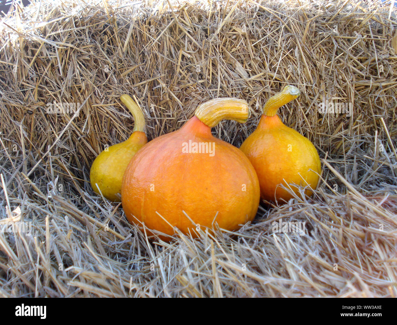 Three cultivars hi-res stock photography and images - Alamy