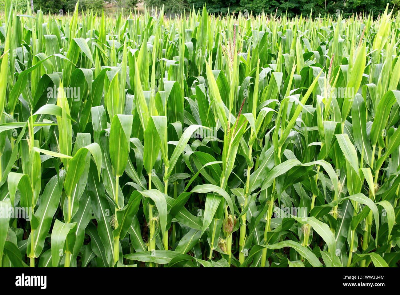 Develloper hi-res stock photography and images - Alamy