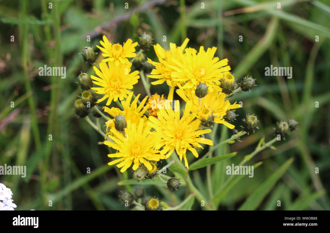 Close up of Hieracium canadense, commonly called Canadian hawkweed ...