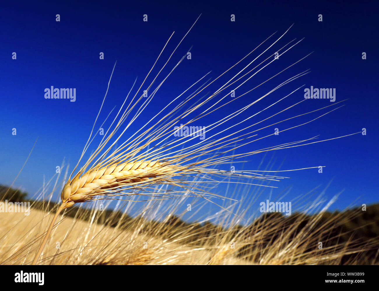 Blue ear hi-res stock photography and images - Alamy