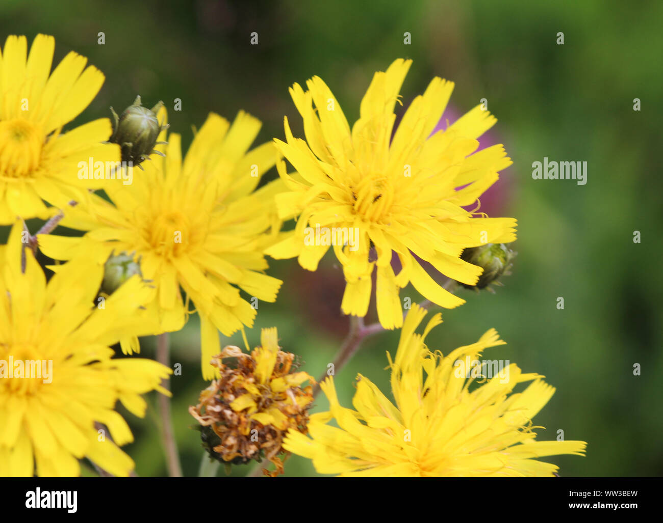 Close up of Hieracium canadense, commonly called Canadian hawkweed ...