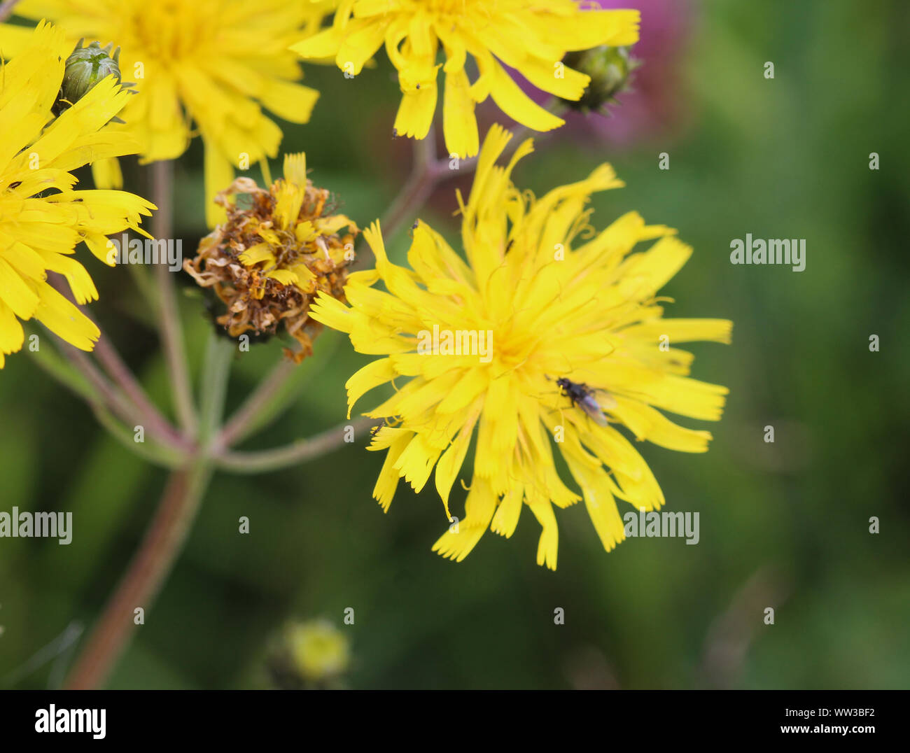 Close up of Hieracium canadense, commonly called Canadian hawkweed ...