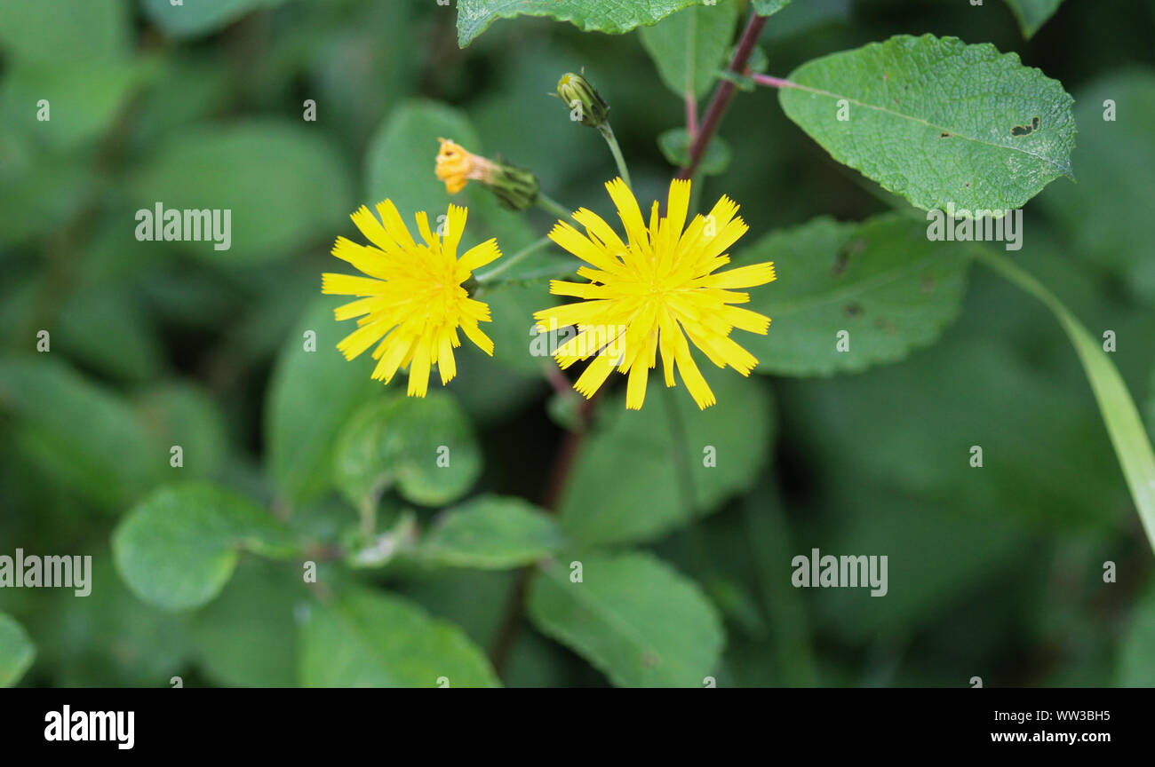 Close up of Hieracium canadense, commonly called Canadian hawkweed ...