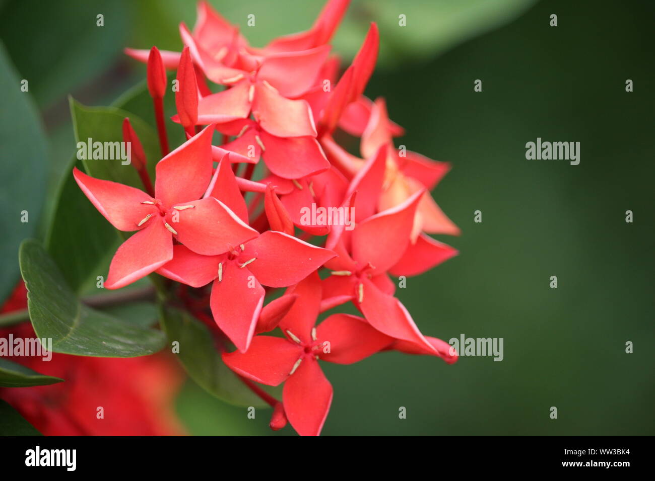 Red Ixora Flower Stock Photo - Alamy