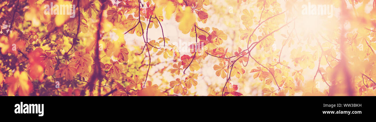 yellow chestnut leaves in autumn with beautiful sunlight Stock Photo ...