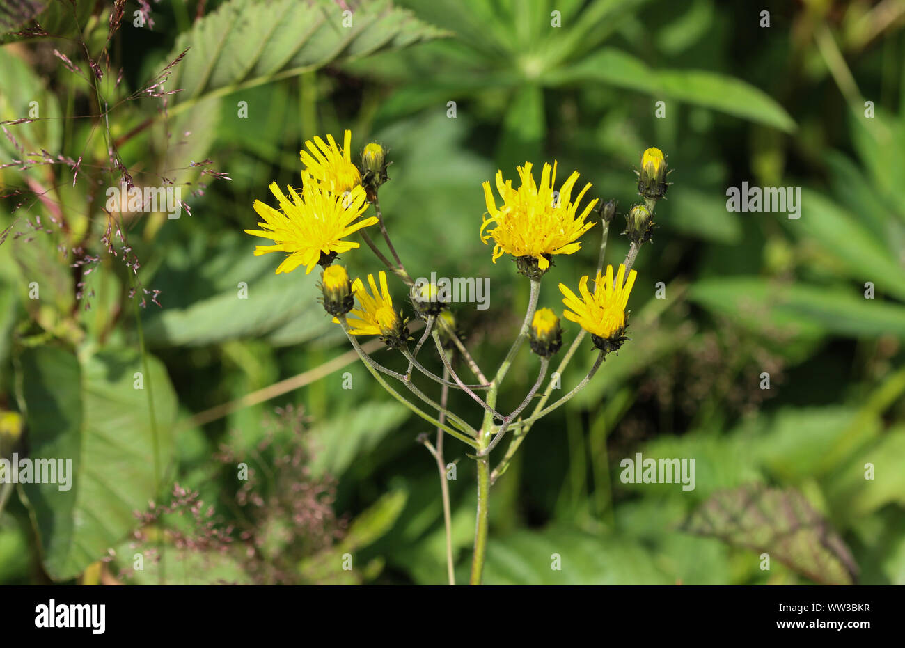 Close up of Hieracium canadense, commonly called Canadian hawkweed ...