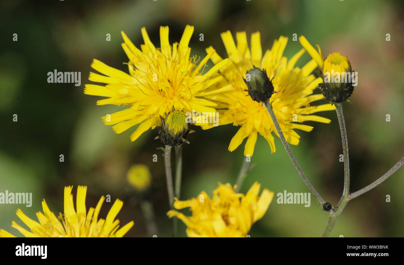 Commonly called canadian hawkweed hi-res stock photography and images ...