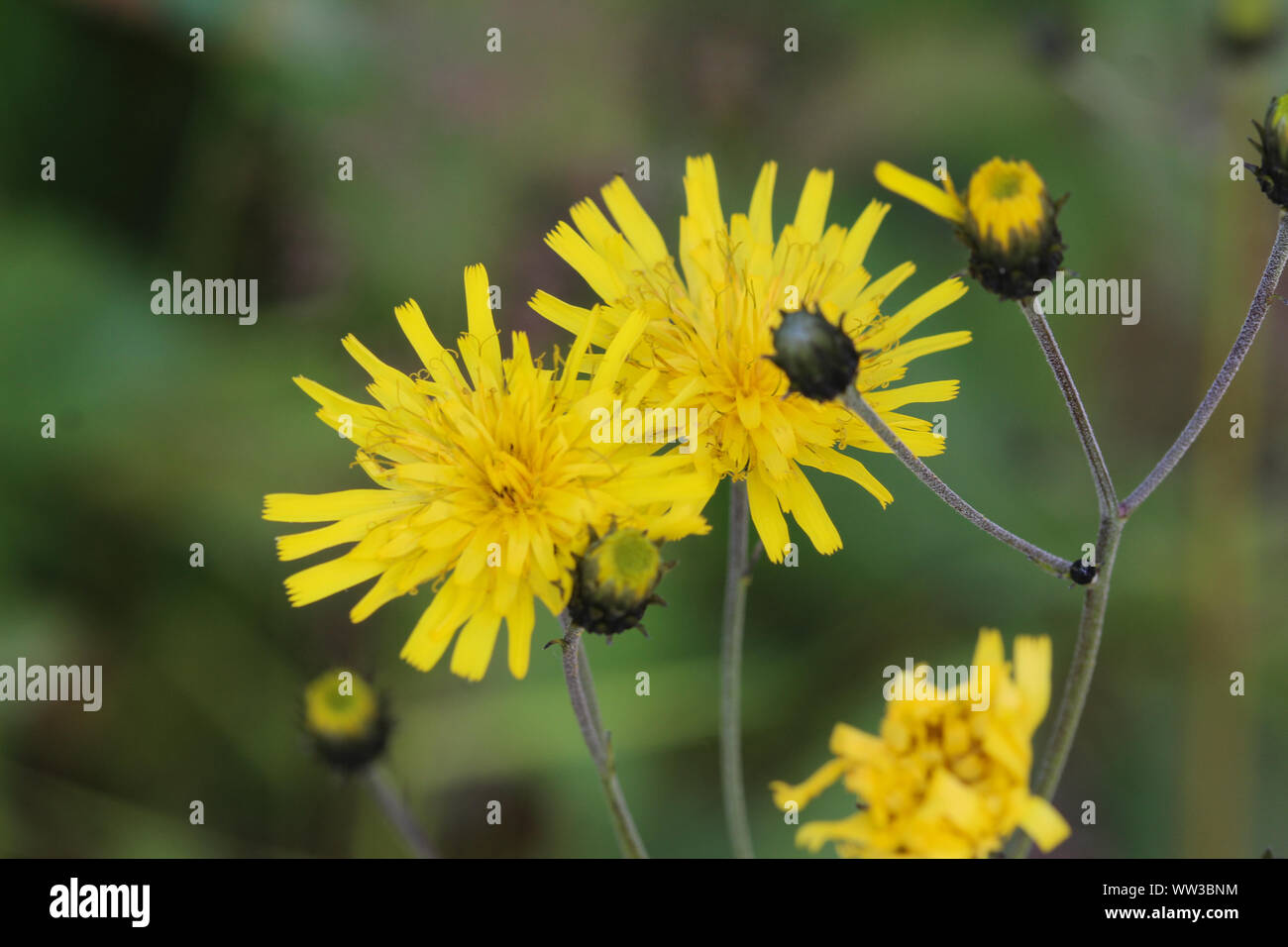 Hieracium canadense hi-res stock photography and images - Alamy