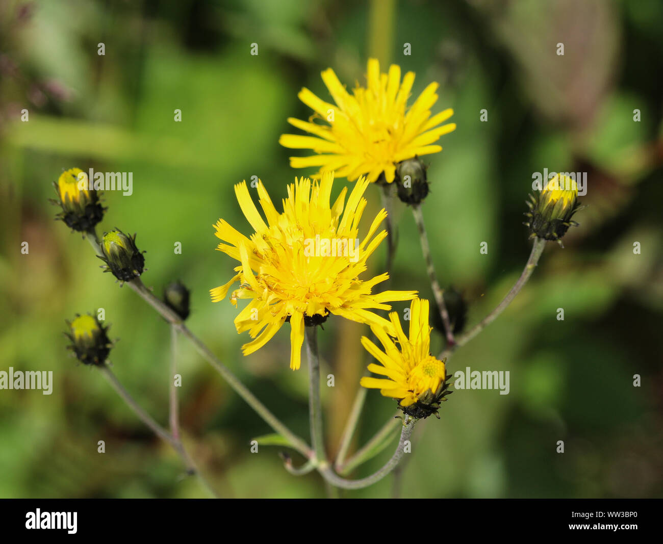 Commonly called canadian hawkweed hi-res stock photography and images ...