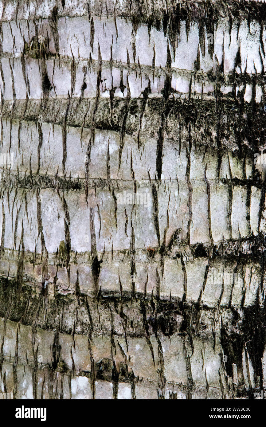 Close up of coconut palm tree bark Stock Photo - Alamy