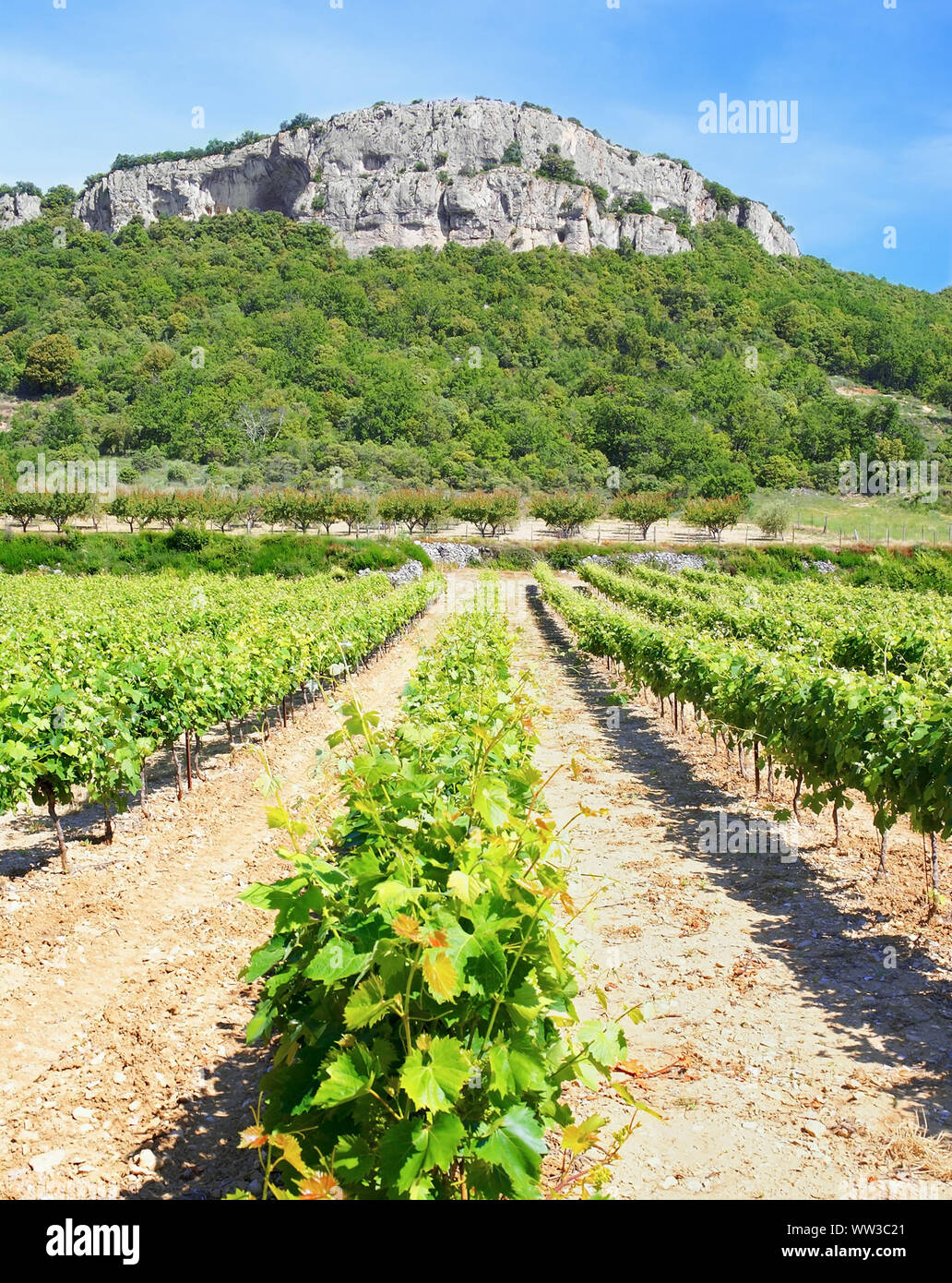 Rows of vines in the summer in a Provencal landscape Stock Photo - Alamy