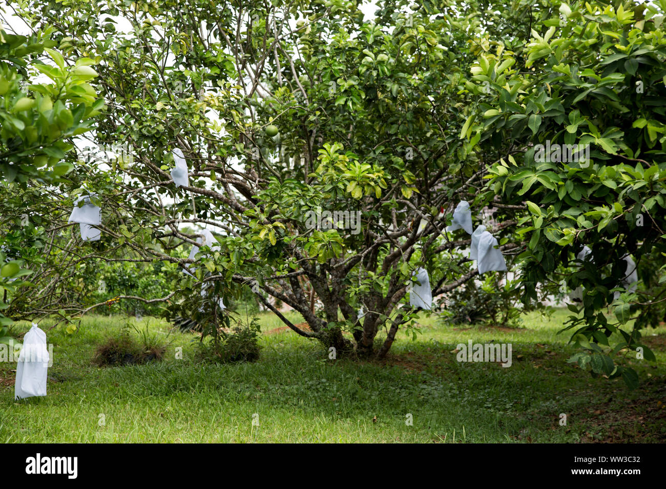 Fruit tree plantation in Borneo south east asia Stock Photo - Alamy