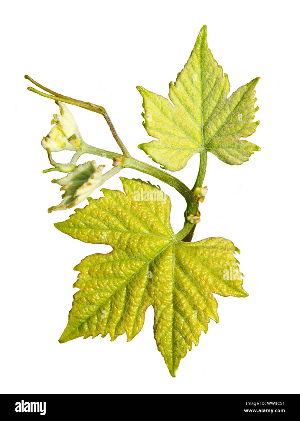 Background young green leaves Cut Out Stock Images & Pictures - Alamy