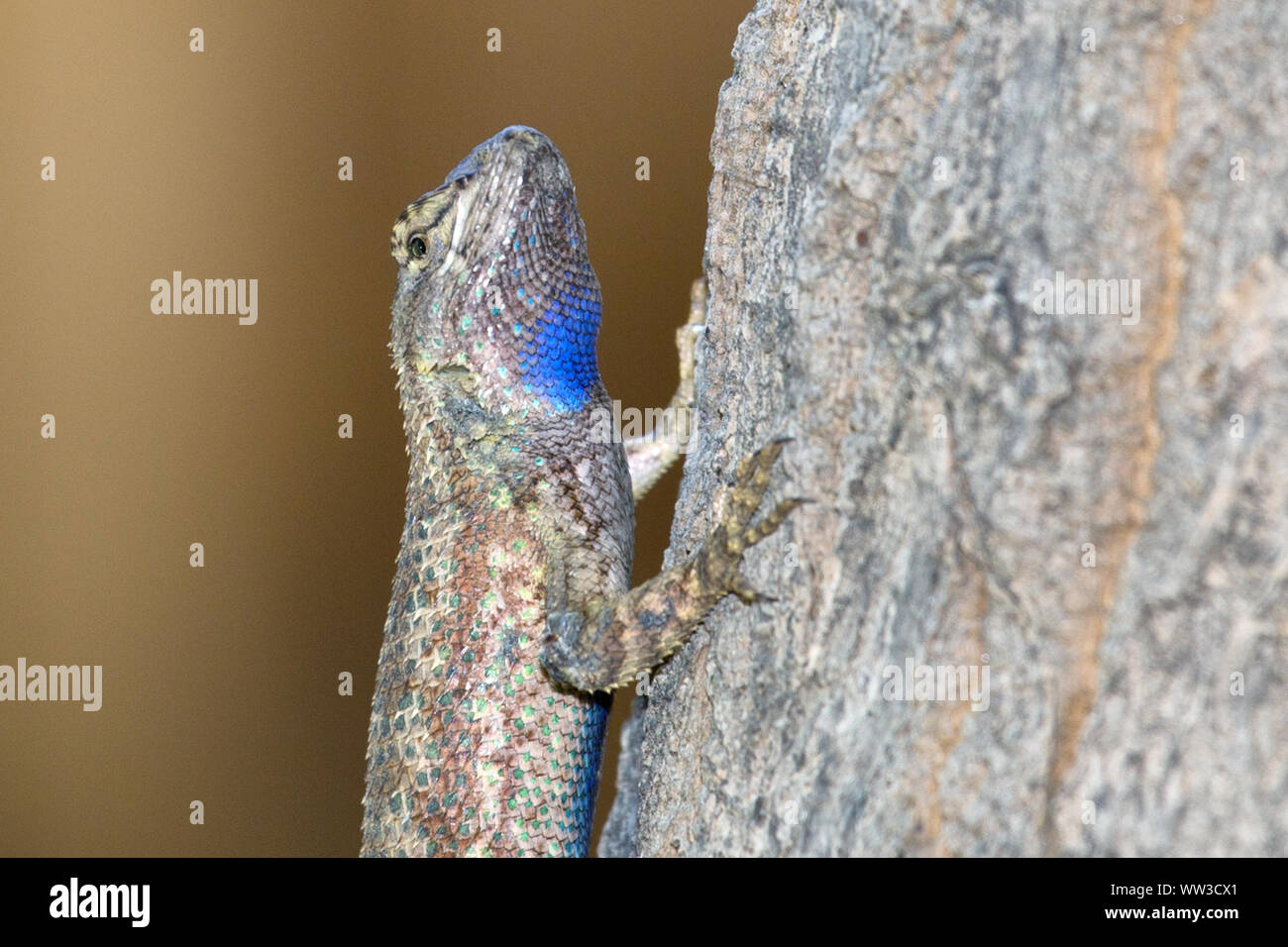 Blue belly lizard hi-res stock photography and images - Alamy