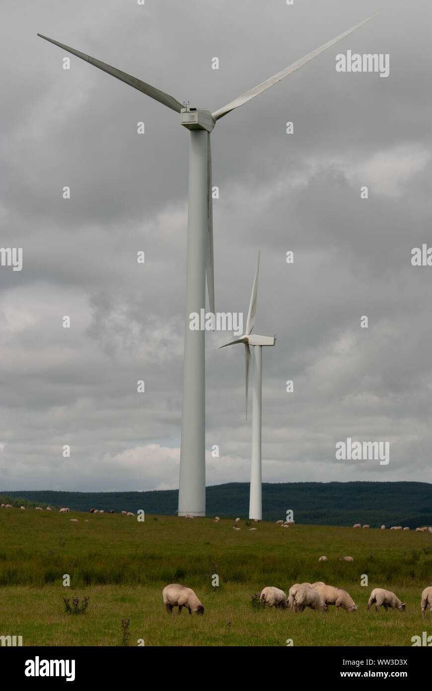 Renewable Electricity Sheep High Resolution Stock Photography and ...