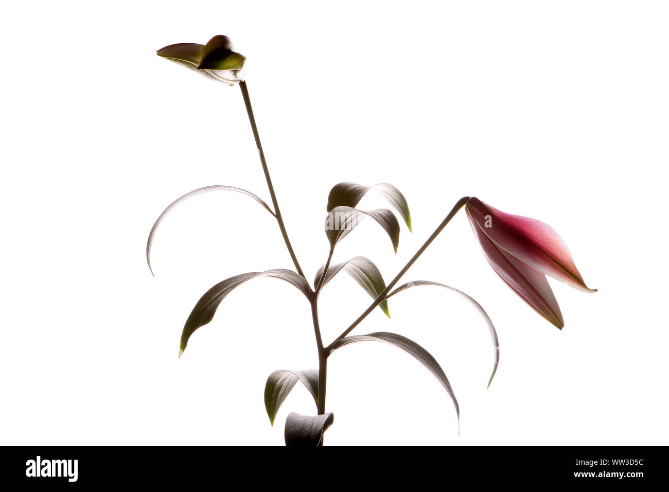 Lilium 'Star Gazer' flowers in bloom photographed against a pure white ...