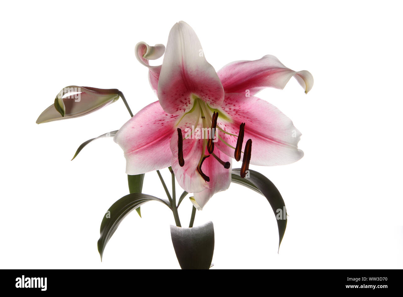 Lilium 'Star Gazer' flowers in bloom photographed against a pure white ...
