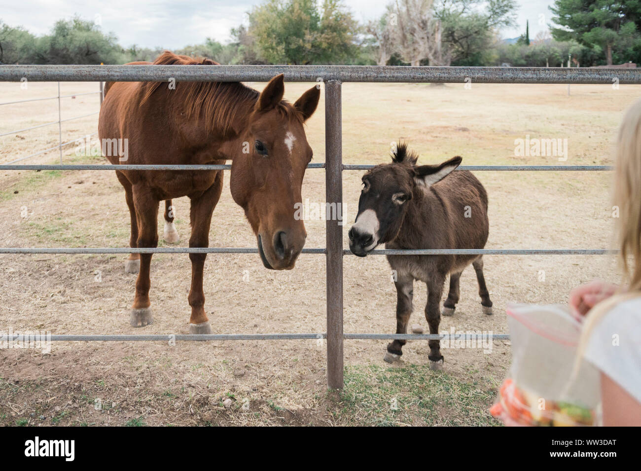 Donkey stallion hi-res stock photography and images - Alamy