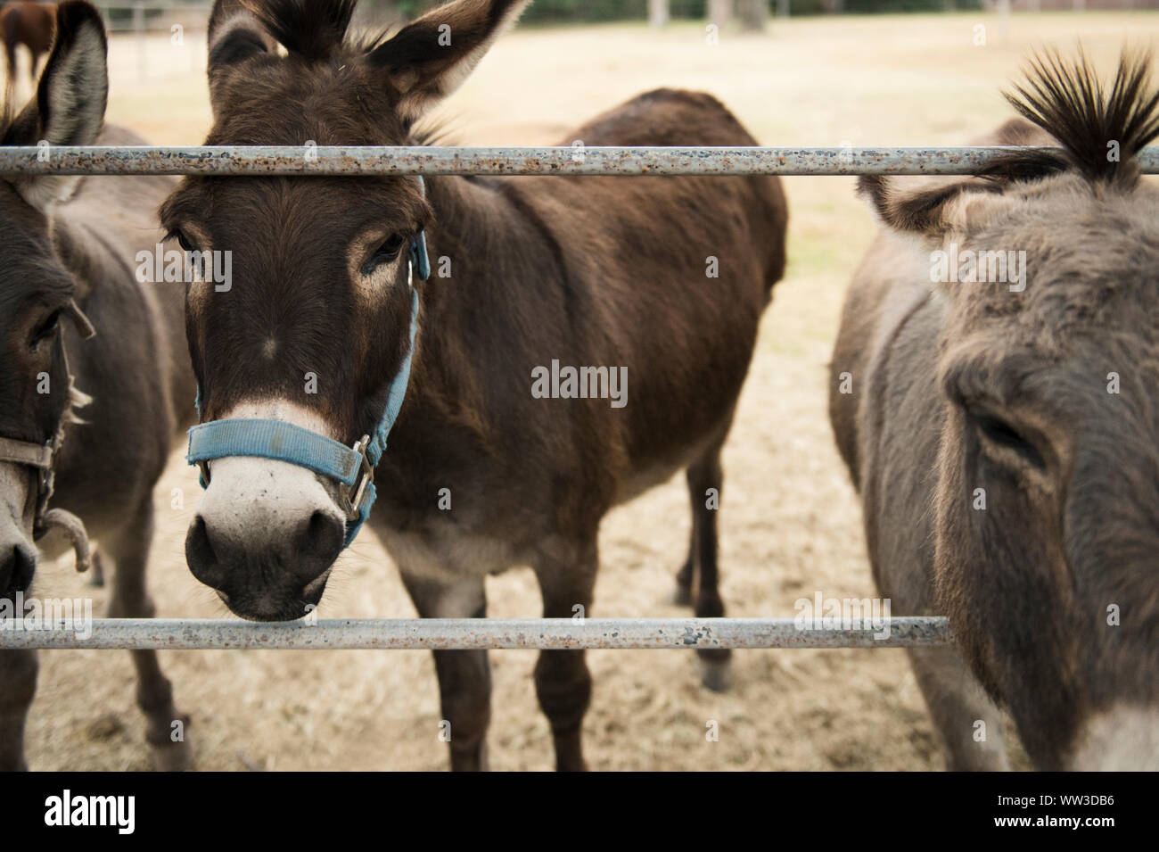 Mane of a donkey hi-res stock photography and images - Alamy