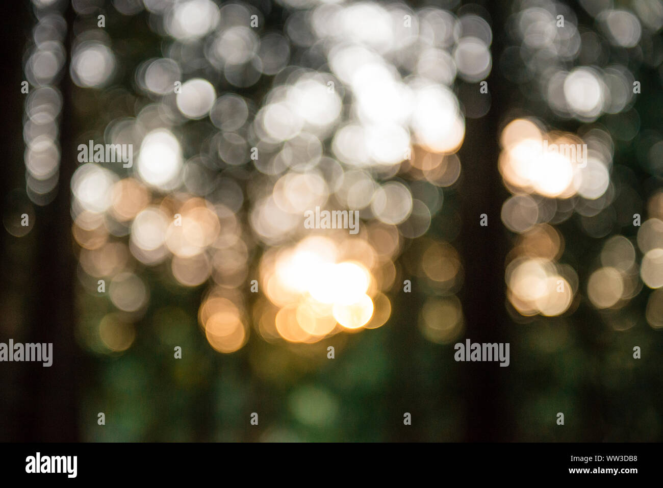 Gold sunlight through trees hi-res stock photography and images - Alamy