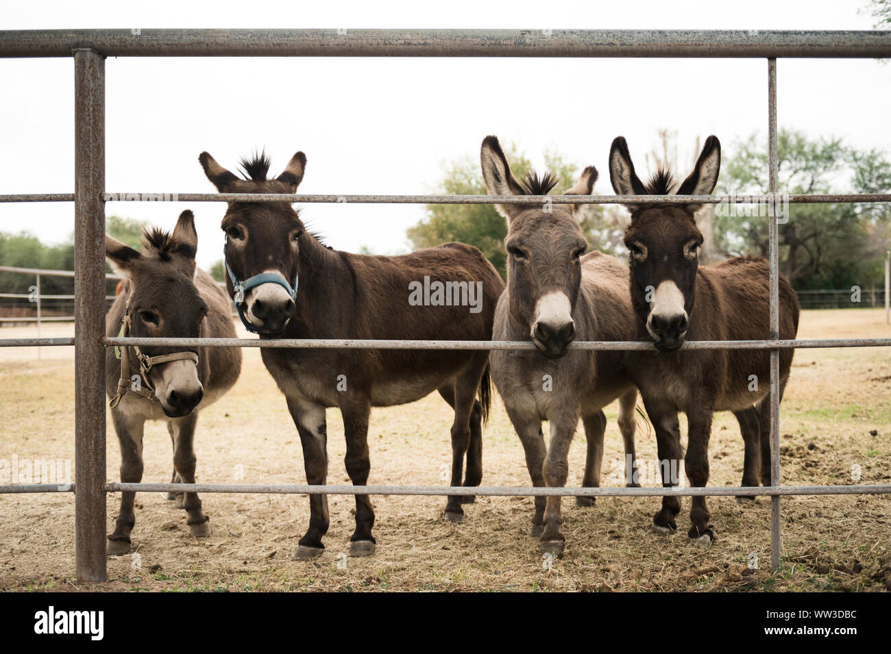 Donkey and fence hi-res stock photography and images - Alamy